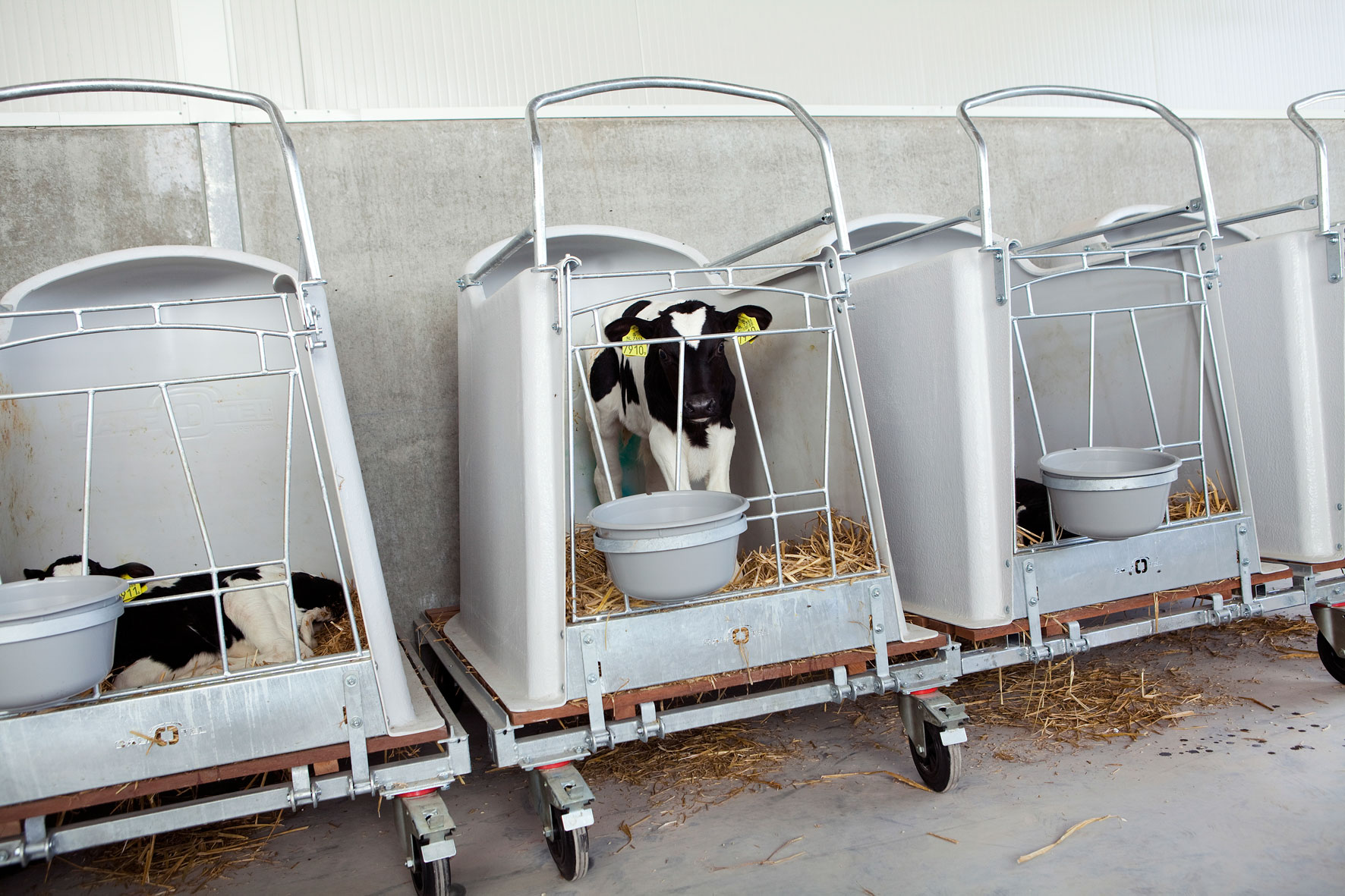 Kalvehytter - Husdyr Systemer